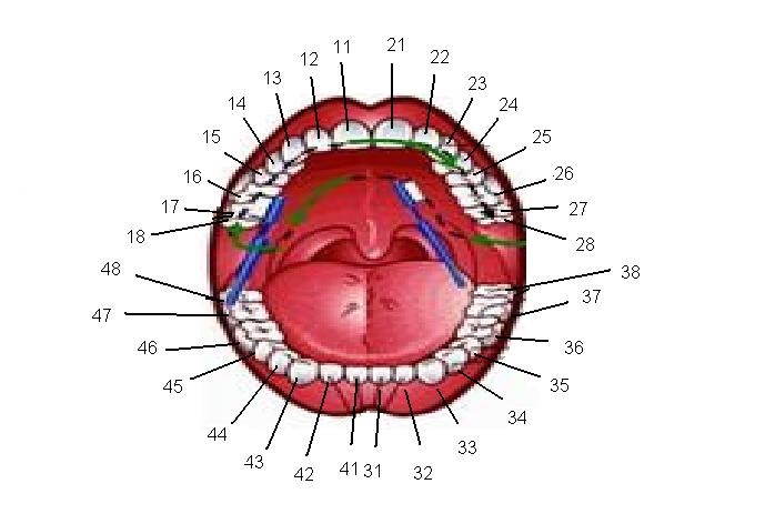 G News: Curiosidades - Nomenclatura e numeração dos dentes.