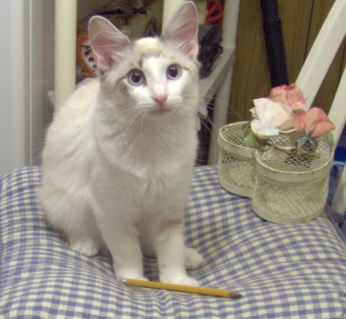 S.ReetzBears: My new kitten ~Misty