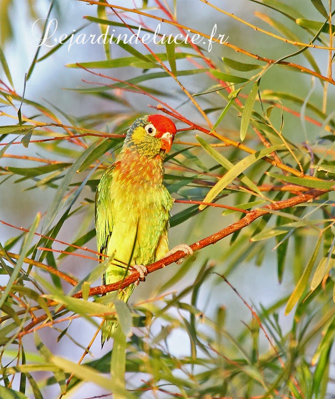 Le Loriquet versicolore (Varied loriket), petit et très coloré
