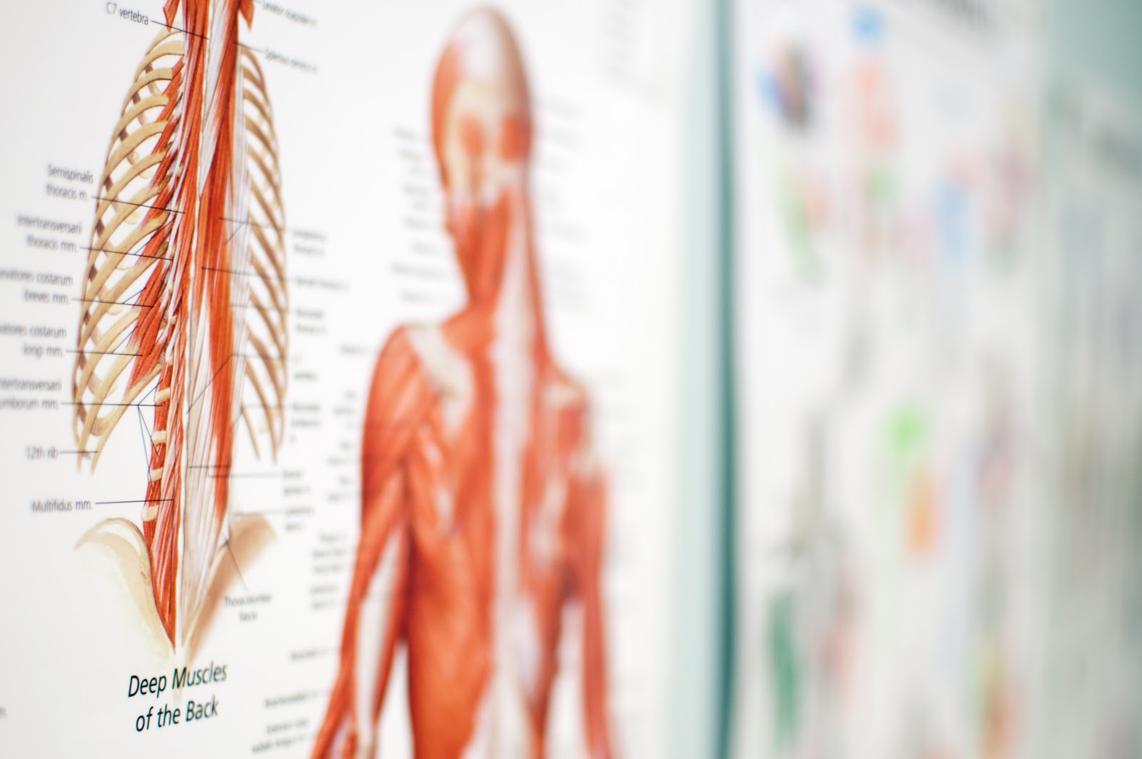 Doctor Adam Bramble: How muscle work affects the body.