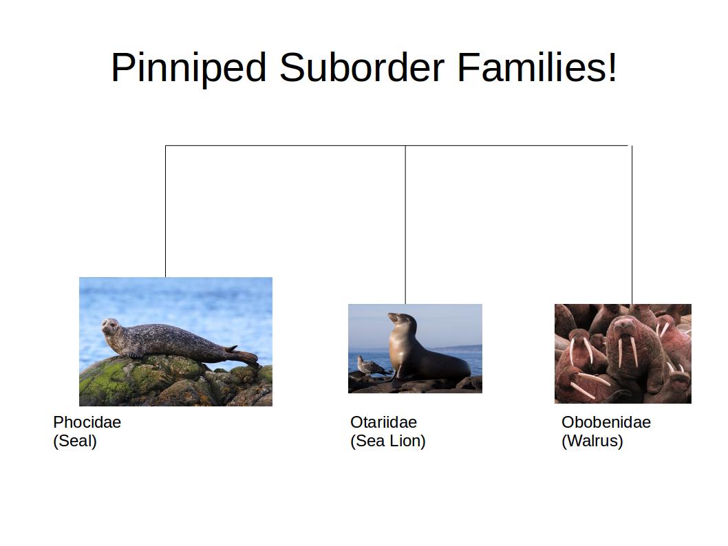 What Is a Pinniped?