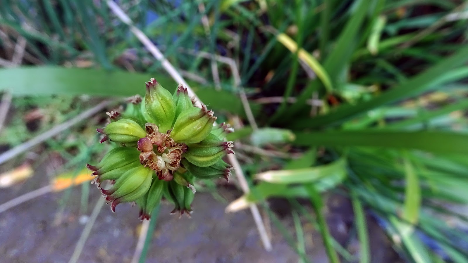 MAP: TRIGLOCHIN - WATER RIBBONS