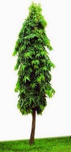 The Mindful Perceptron: ASHOKA TREE