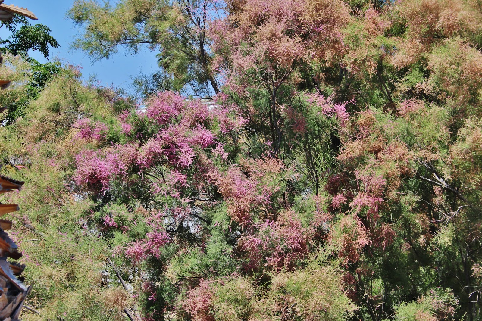 Biodiversity of Cyprus by NGO Protection of the Natural Heritage and ...