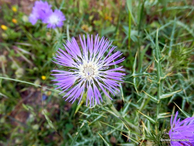 Flore de Crète: Galactites tomentosa (syn. Galactites elegans)