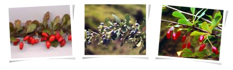 The Earth of India: Fruits in India: A-G List