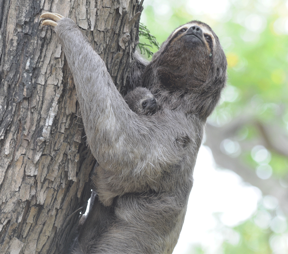 ZOOTHERA BIRDING BLOG: Bolivia - Day 3