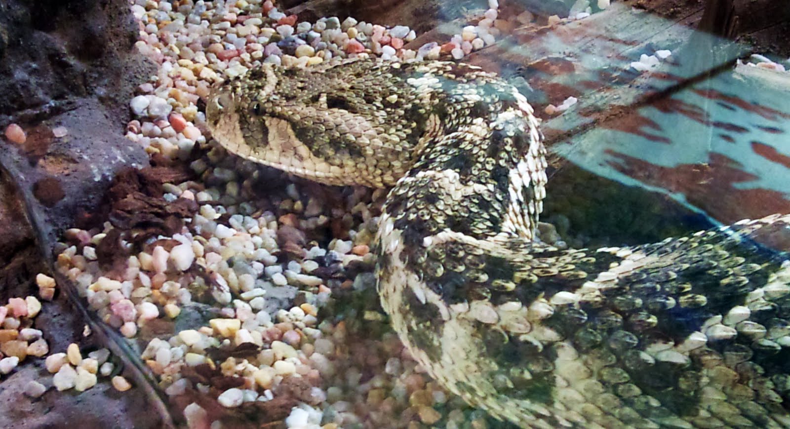 serpientes venenosas: ¿ Cual es la serpiente más peligrosa del mundo