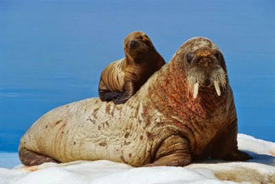 The Coastal Paleontologist: The evolutionary history of walruses, part ...