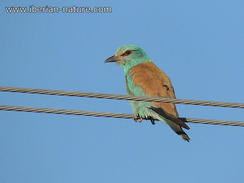 Iberian Nature - Servicio de guías de naturaleza. Birding in ...