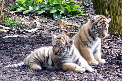 Kingussie Holiday Cottages