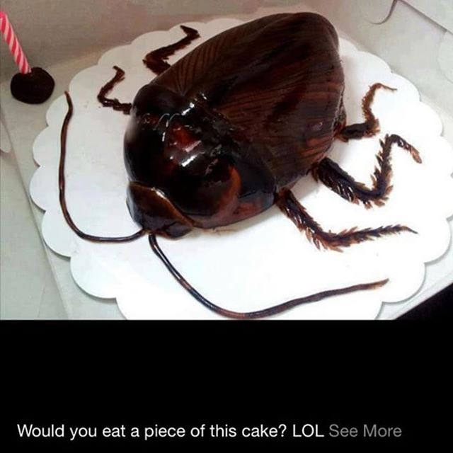 Biggest Cockroach Ever Found In A Birthday Cake (See Photo) ~ Nigeria ...