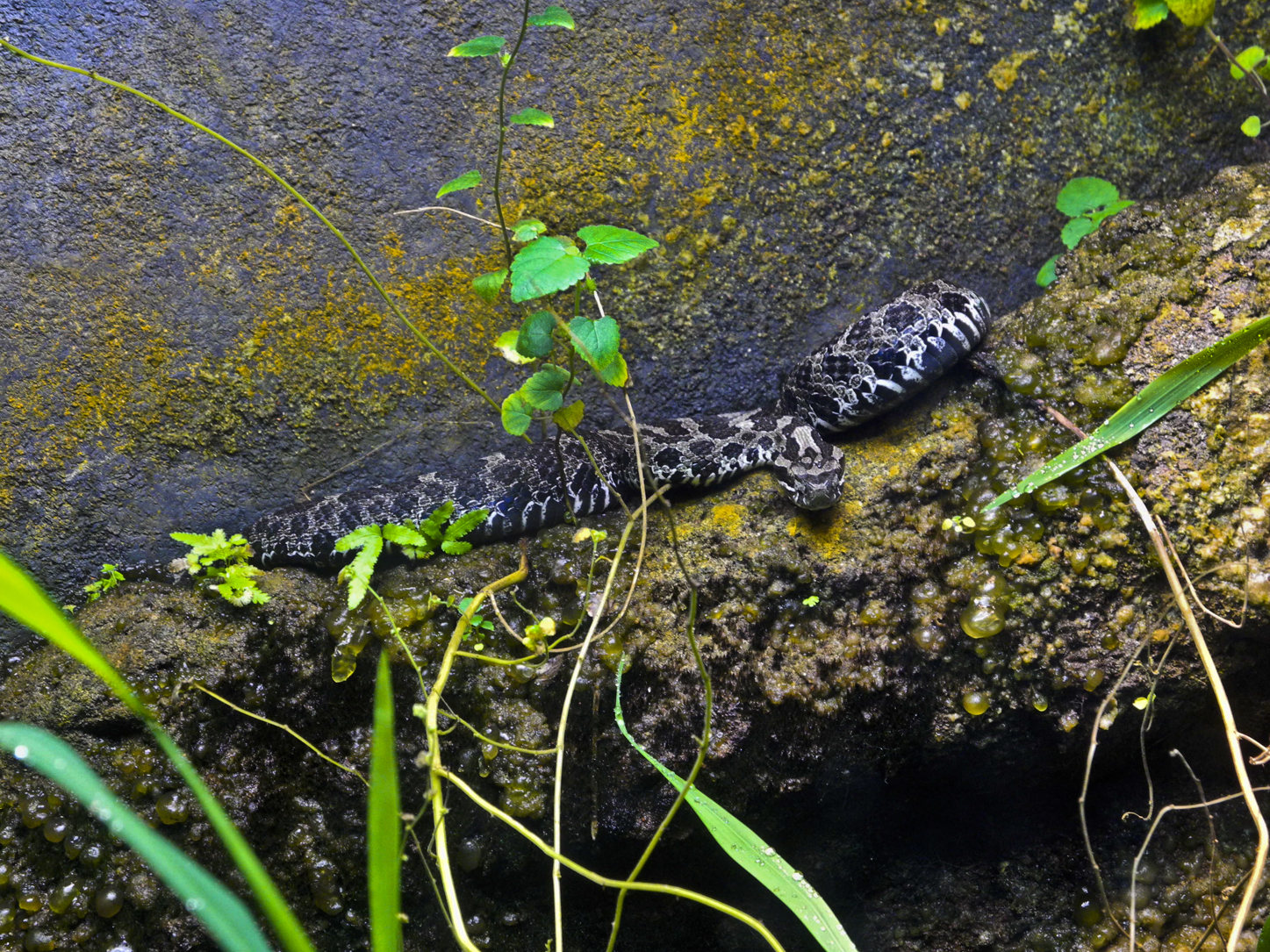Wisconsin Explorer: Henry Vilas Zoo - Madison
