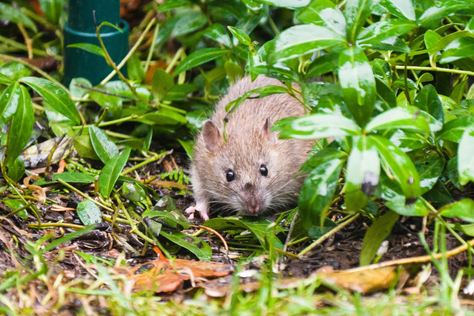 Chaikins of Bellingham: Backyard Critters