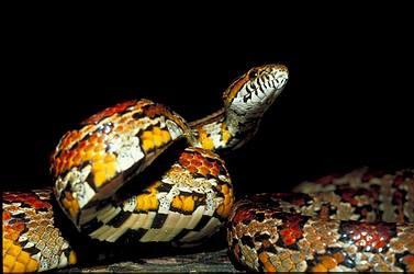 The Pocomoke Public Eye: Meet Cornelius the Snake Today At the Delmarva ...