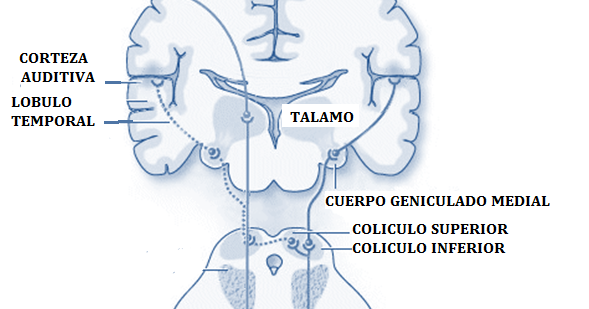 A tu salud: Vía auditiva