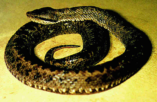 Laberinto en extinción: Serpiente cabeza de lanza (Bothrops lojanus)