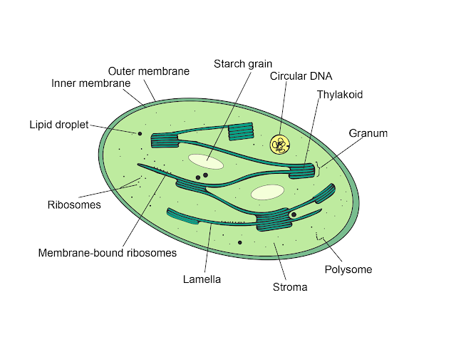 Chloroplasts-Food producer ~ Scikami