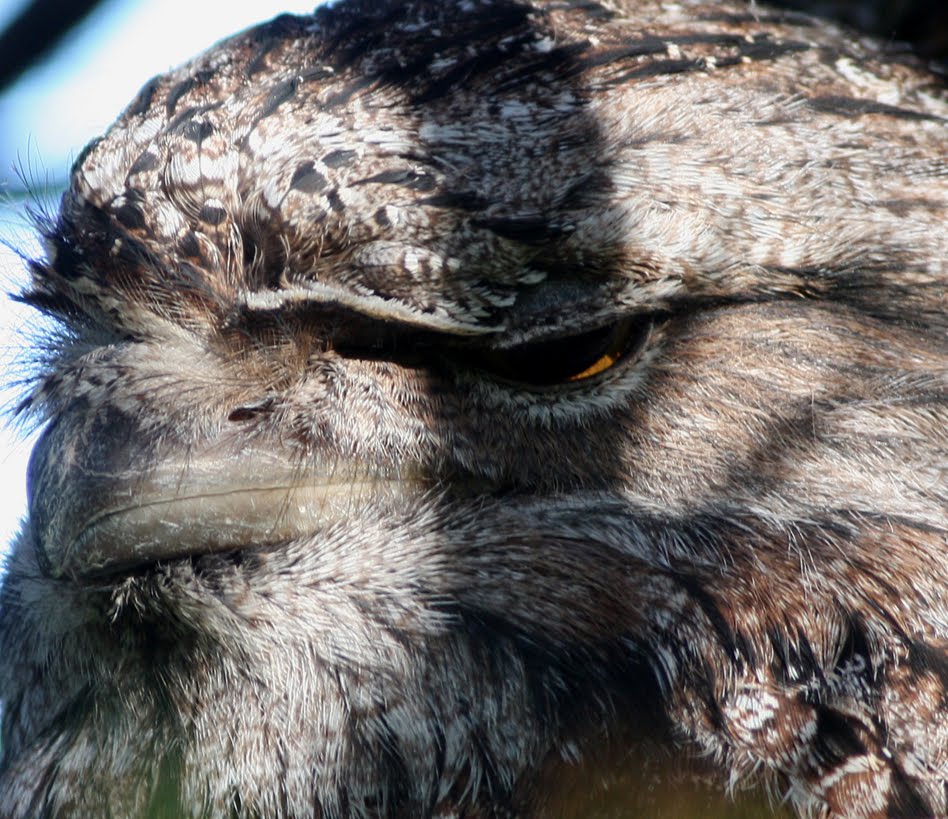 Mark James Pearson: Powerful Owl & Tawny Frogmouths, Sydney