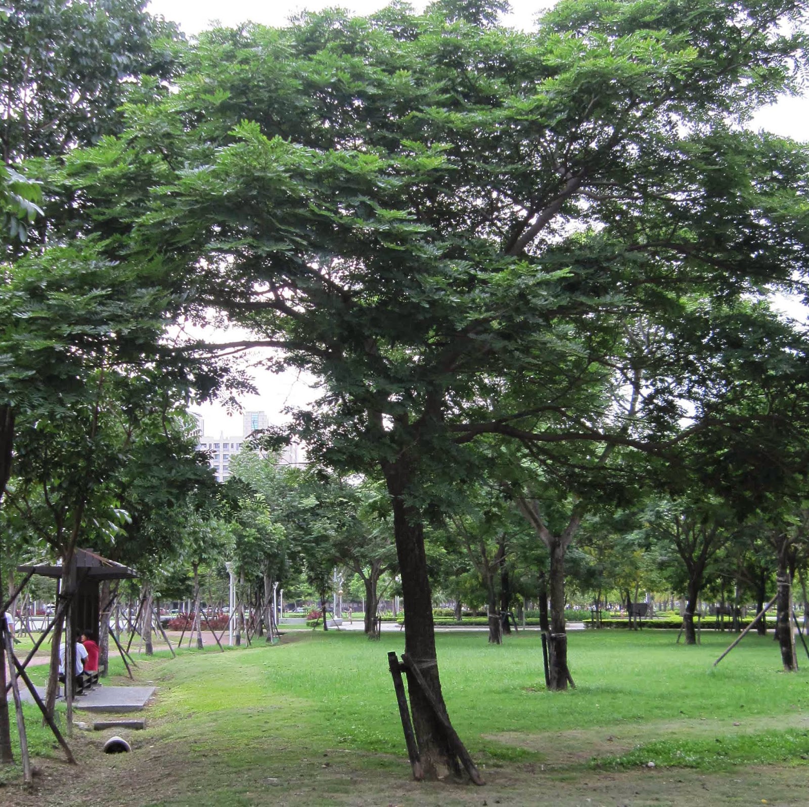 Estudiando Agricultura en Taiwán: Pithecellobium saman como árbol ...