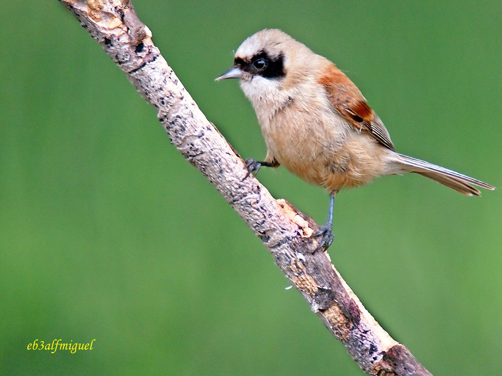 MIS AMIGAS LAS AVES: Pájaro moscón (Remiz pendulinus)