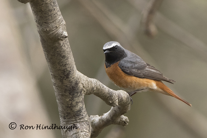 notmanywords: Muggleswick