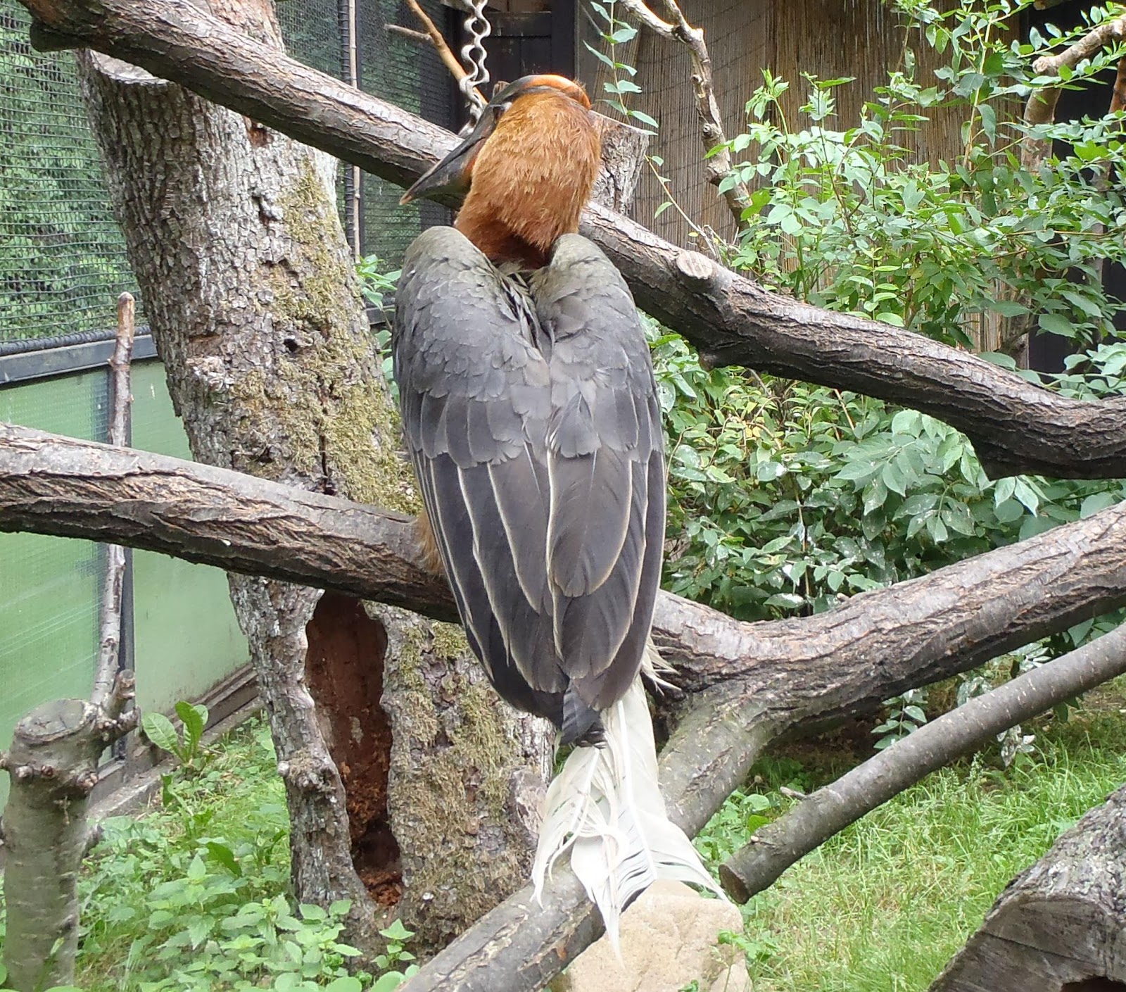 pan-Aves: Dinosauři v Zoo Praha, díl 3. – Afroaves