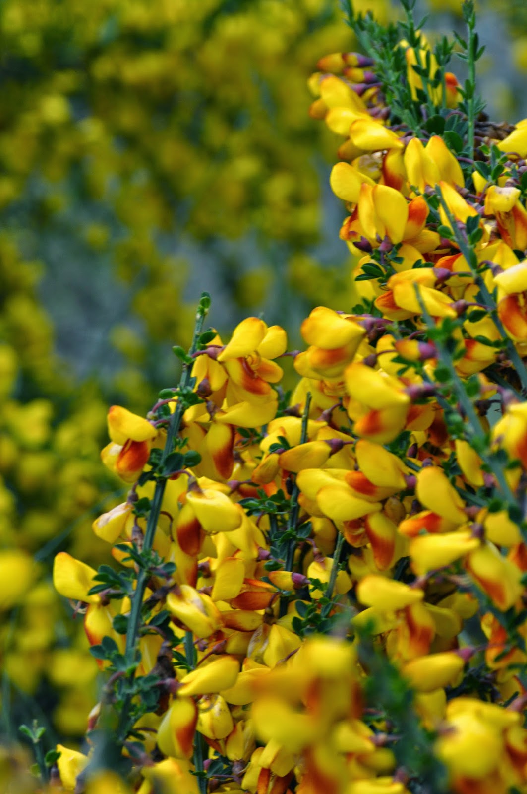 Reforestation and the Medicinal Uses of Trees -Liliana Usvat Research ...