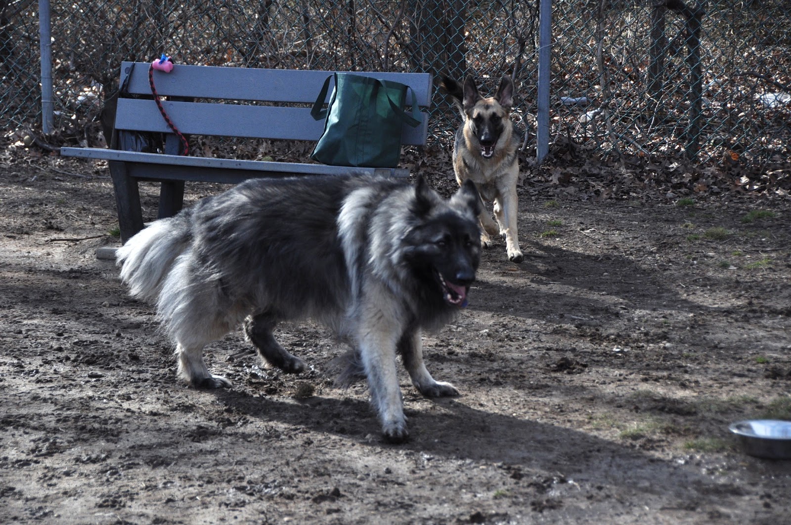 Cooper's Shiloh Shepherd Blog