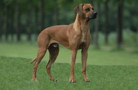 Specifically Type of Dog Africanis (Hottentot Hunting Dog) (Hottentot ...