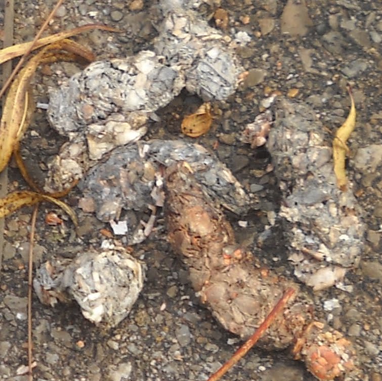 Opining Opossum: Scat