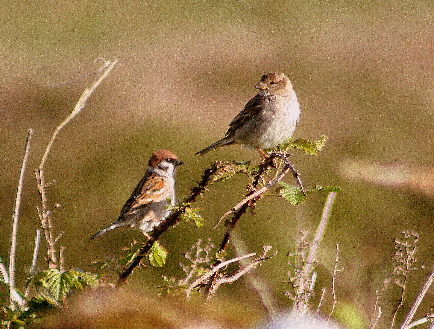 A life at the shoreline. .. by Jeff Copner : Elusive Tree sparrows
