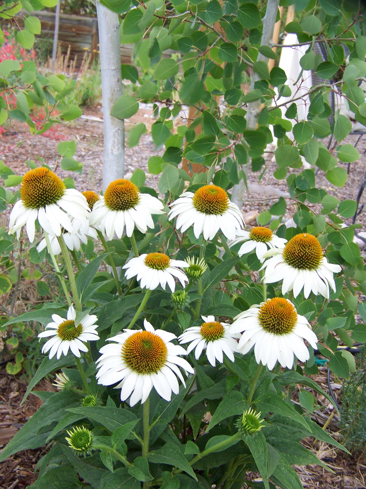 Girl Sprout NM: Fibonacci in Flowers