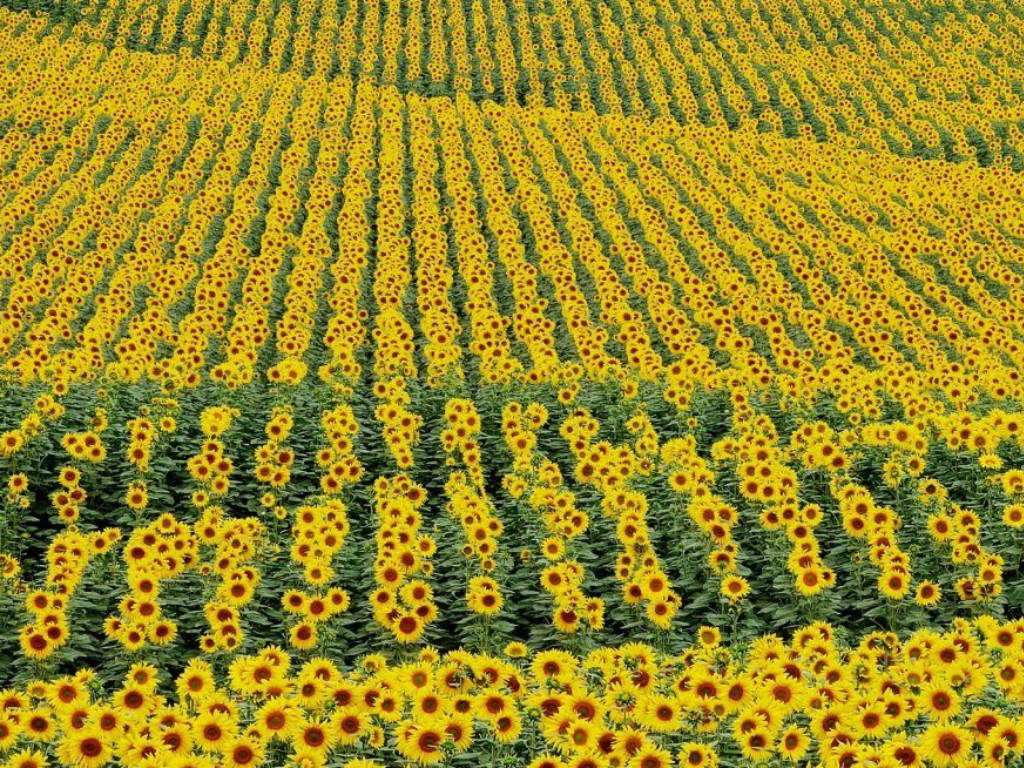 Kilimo Bora Cha Alizeti - KILIMO NA UFUGAJI