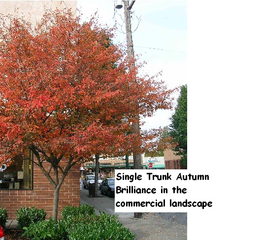 Hametownshoppes Gardener: Autumn Brilliance Serviceberry a Good Small ...