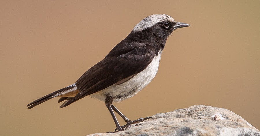Birds of Saudi Arabia: Arabian Wheatear
