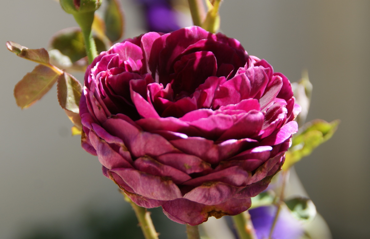 Organic Garden Dreams: May Roses