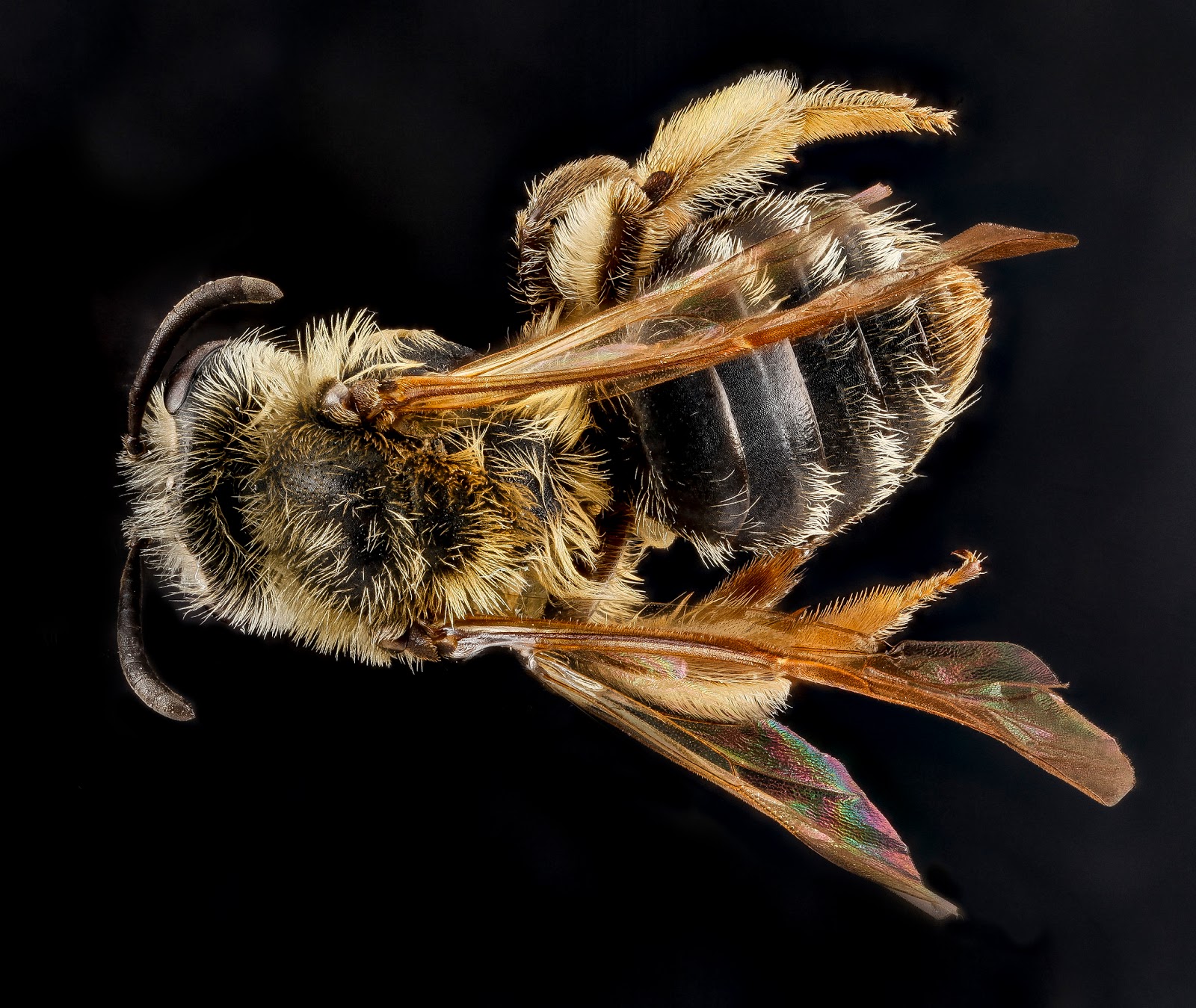 La abeja andrenidae: La Abeja Andrenidae