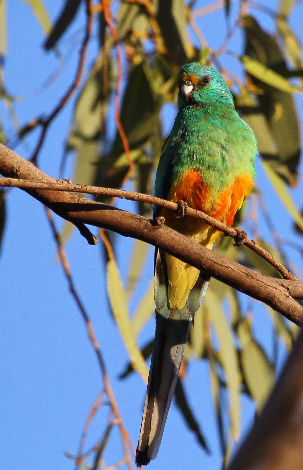 Richard Waring's Birds of Australia: Colourful Parrots - Mulga Parrots ...