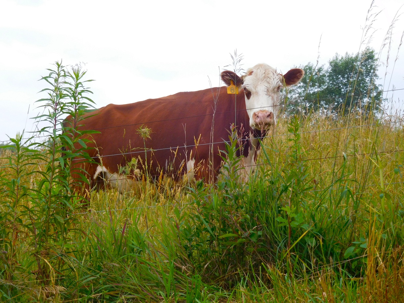 Life is Good : ): Cows