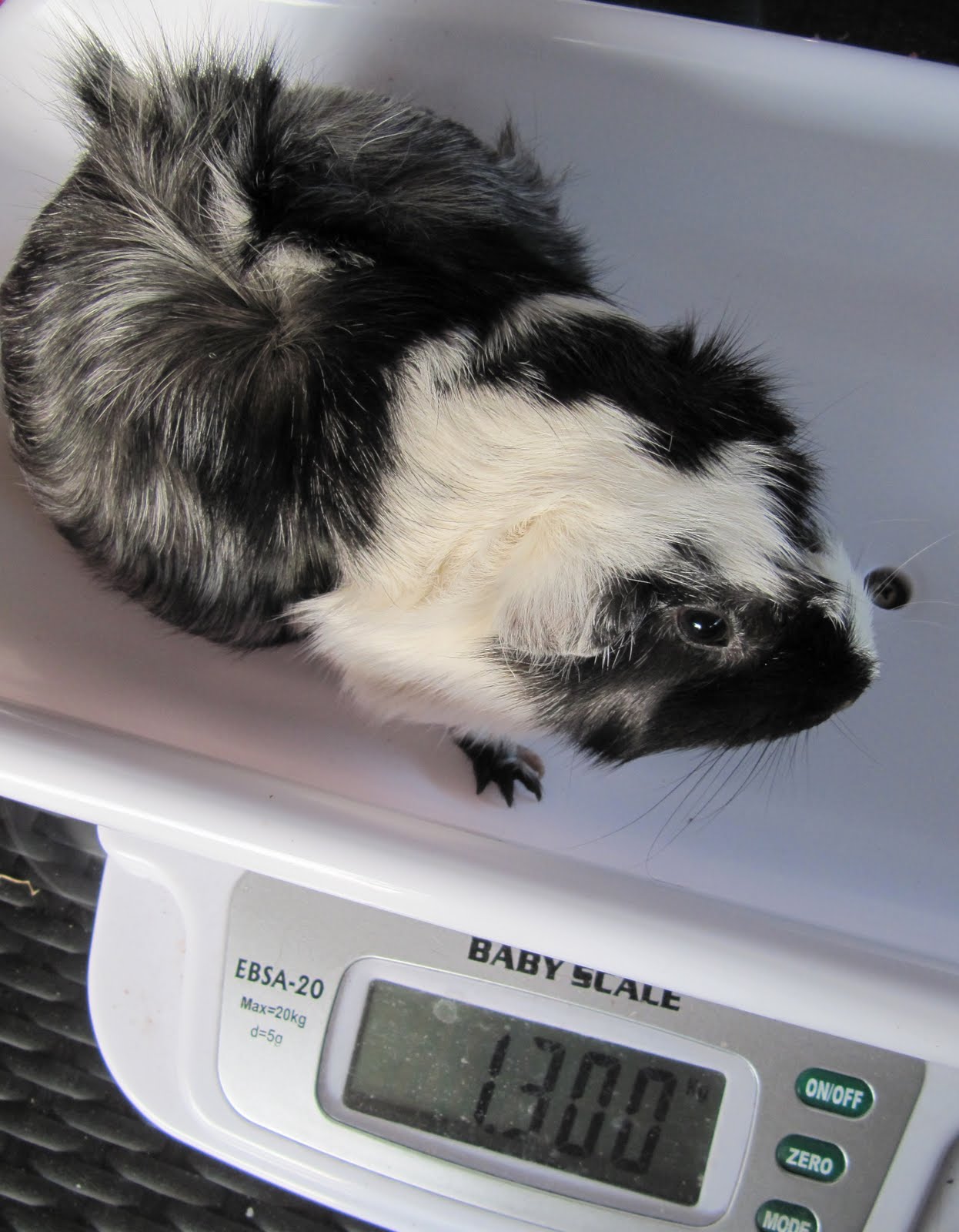 All Things Guinea Pig: Top Tips for Cavy Care