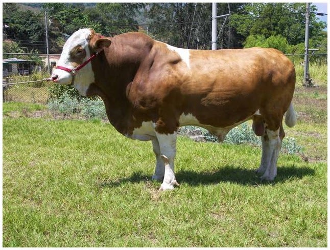 Generalidades de la Ganadería Bovina.: Simbrah