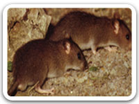 Cara mengusir hama tikus - Jual Pupuk Organik Cair Cuka Kayu