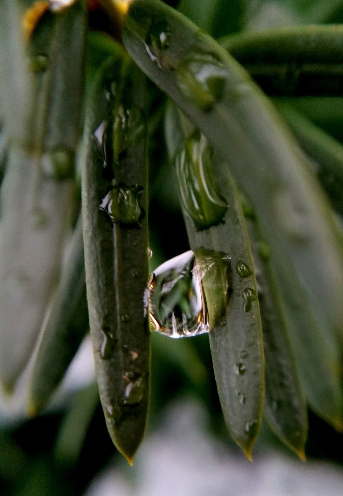 embusteria: LLANTO DE COCUYO
