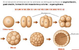 Embriología General