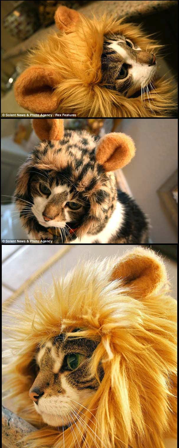 Trend Tukarkan Kucing Anda Kepada Singa - Comel Siot! - Blog Yang Siot