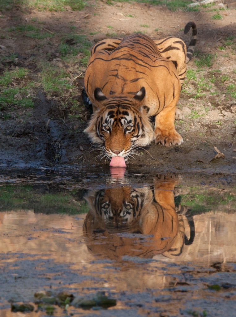 Two weeks in Tanzania: A tiger playing in a watering hole