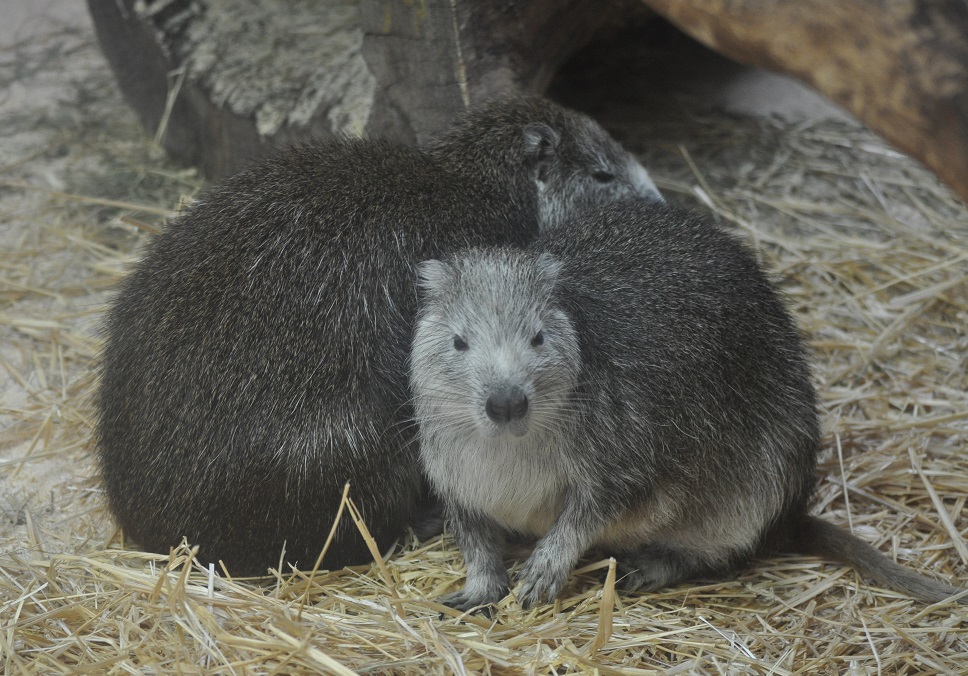 ZOOTOGRAFIANDO (6.100 ANIMALS): JUTIA CONGA / DESMAREST´S HUTIA ...