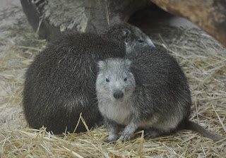 ZOOTOGRAFIANDO (6.100 ANIMALS): JUTIA CONGA / DESMAREST´S HUTIA ...