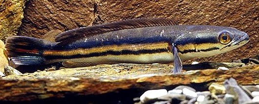 Toman Fish (Snakehead) | FISH WORLDs.com